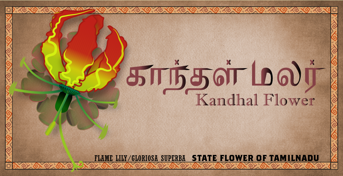 Kandhal Flower Postcard – A Solivagant's Shoes