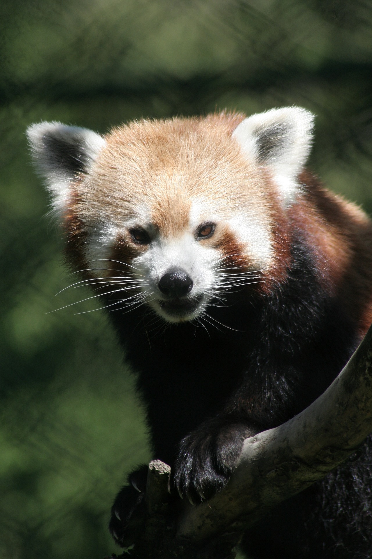 SIKKIM RED PANDA WINTER FESTIVAL: A Package Of Cultural Experience – A ...